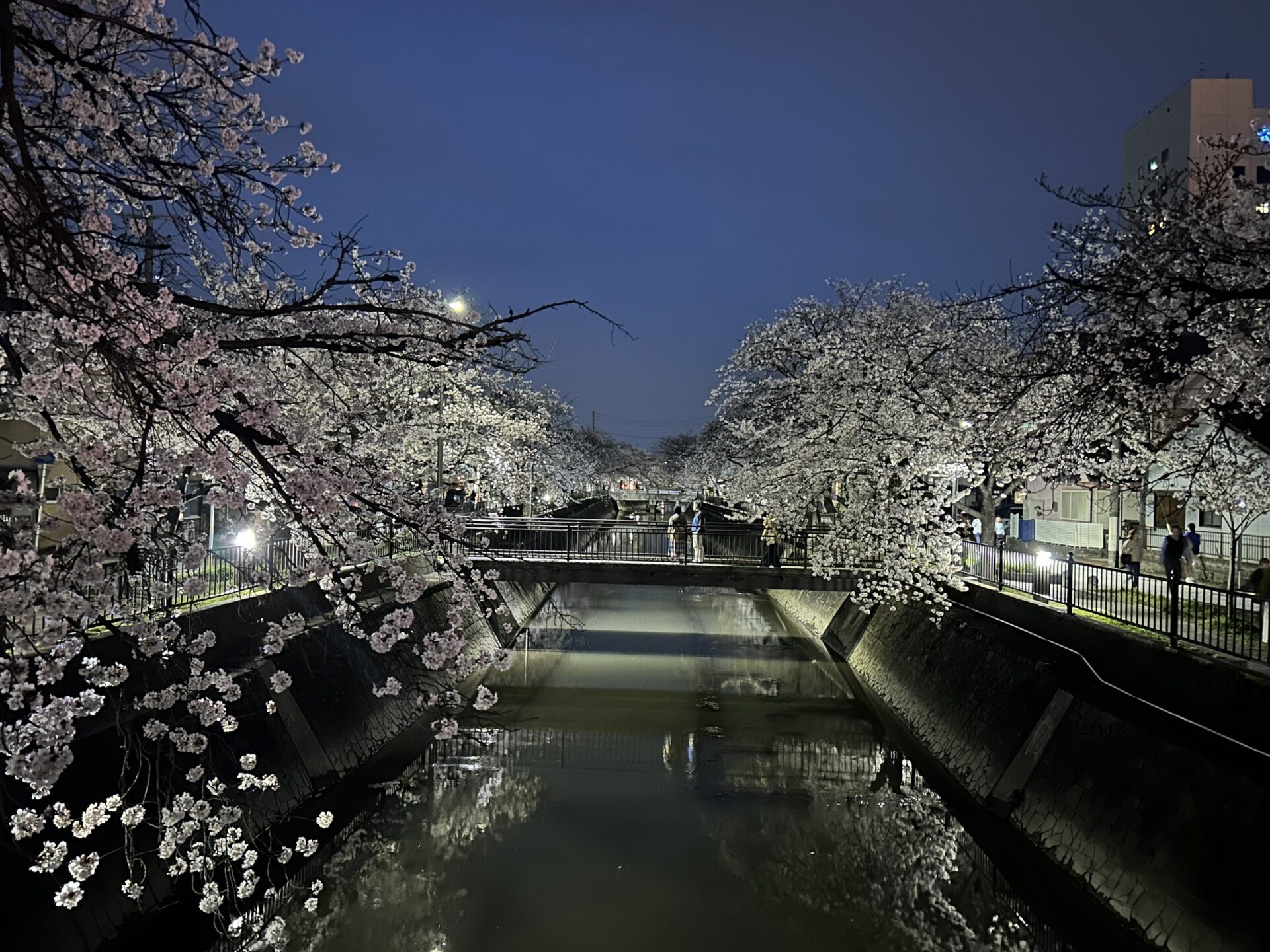 チワワに桜は見えているのか ｜ ブログ ｜ cototoki建築社 株式会社日建ホームズ